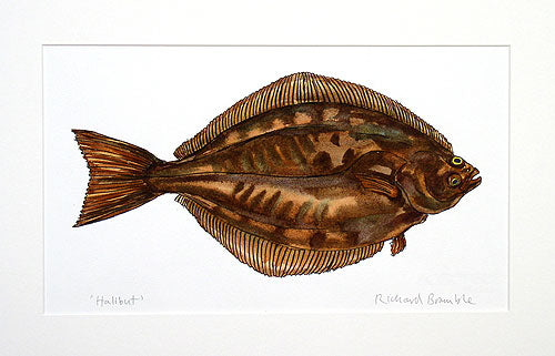 Halibut Study Two Original Painting — Richard Bramble Store