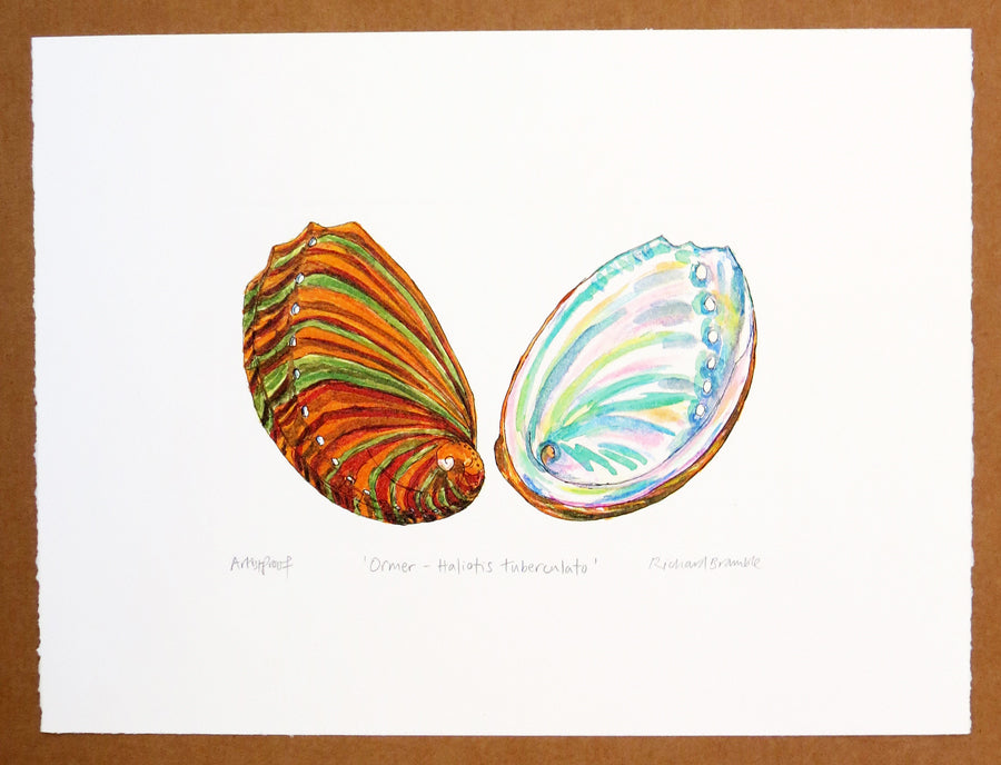 Abalone, Ormer, Pawa Shells Print Richard Bramble — Richard Bramble Store