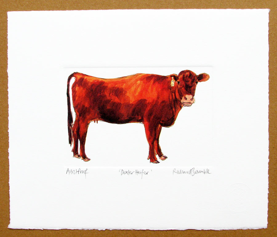 Dexter Heifer Cow Print — Richard Bramble Store