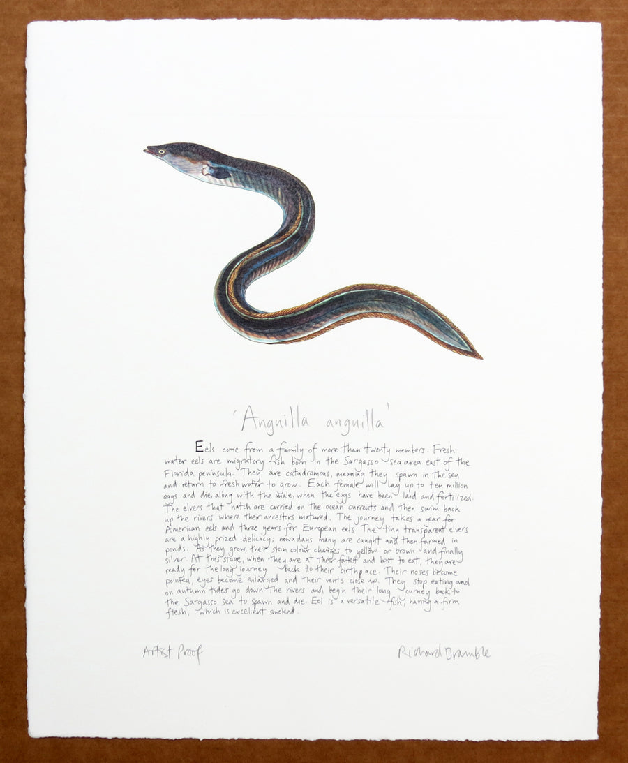 Eel print | Richard Bramble — Richard Bramble Store