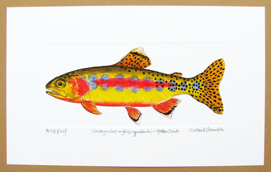 Golden Trout Print — Richard Bramble Store