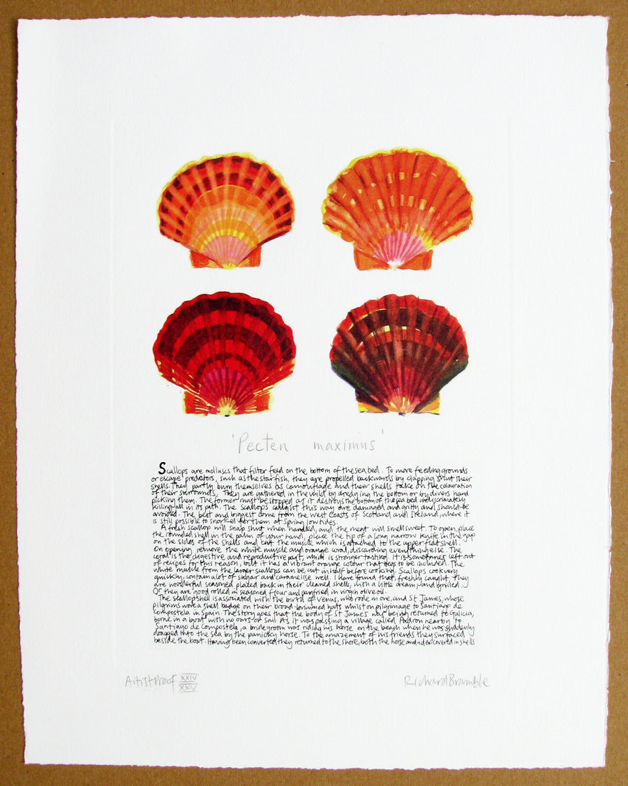 Scallop shells print by Richard Bramble — Richard Bramble Store